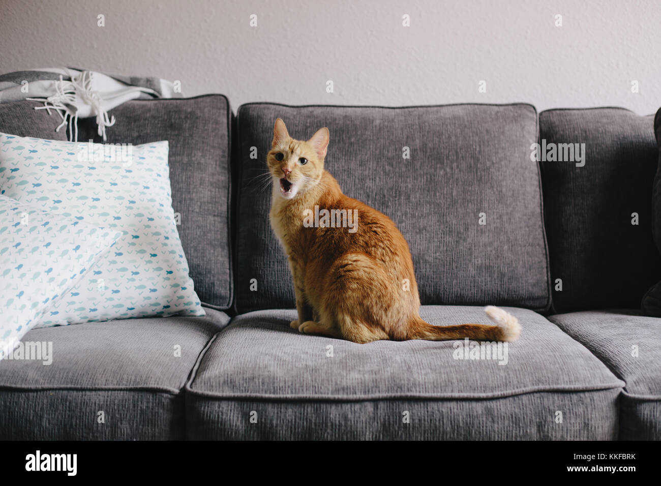 Orange tabby -Fotos und -Bildmaterial in hoher Auflösung – Alamy