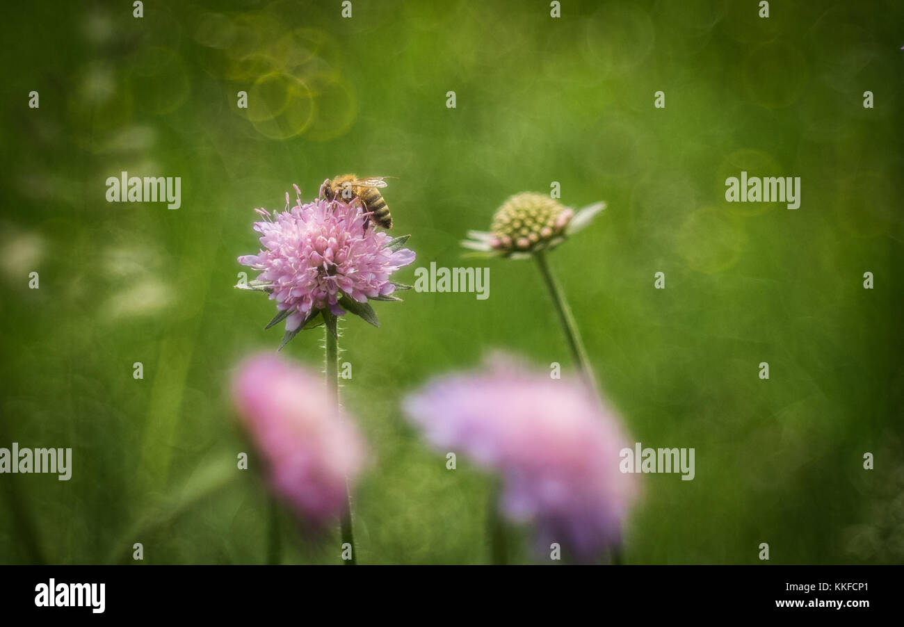Biene auf einer Blume mit Wiese bokeh Stockfotografie - Alamy