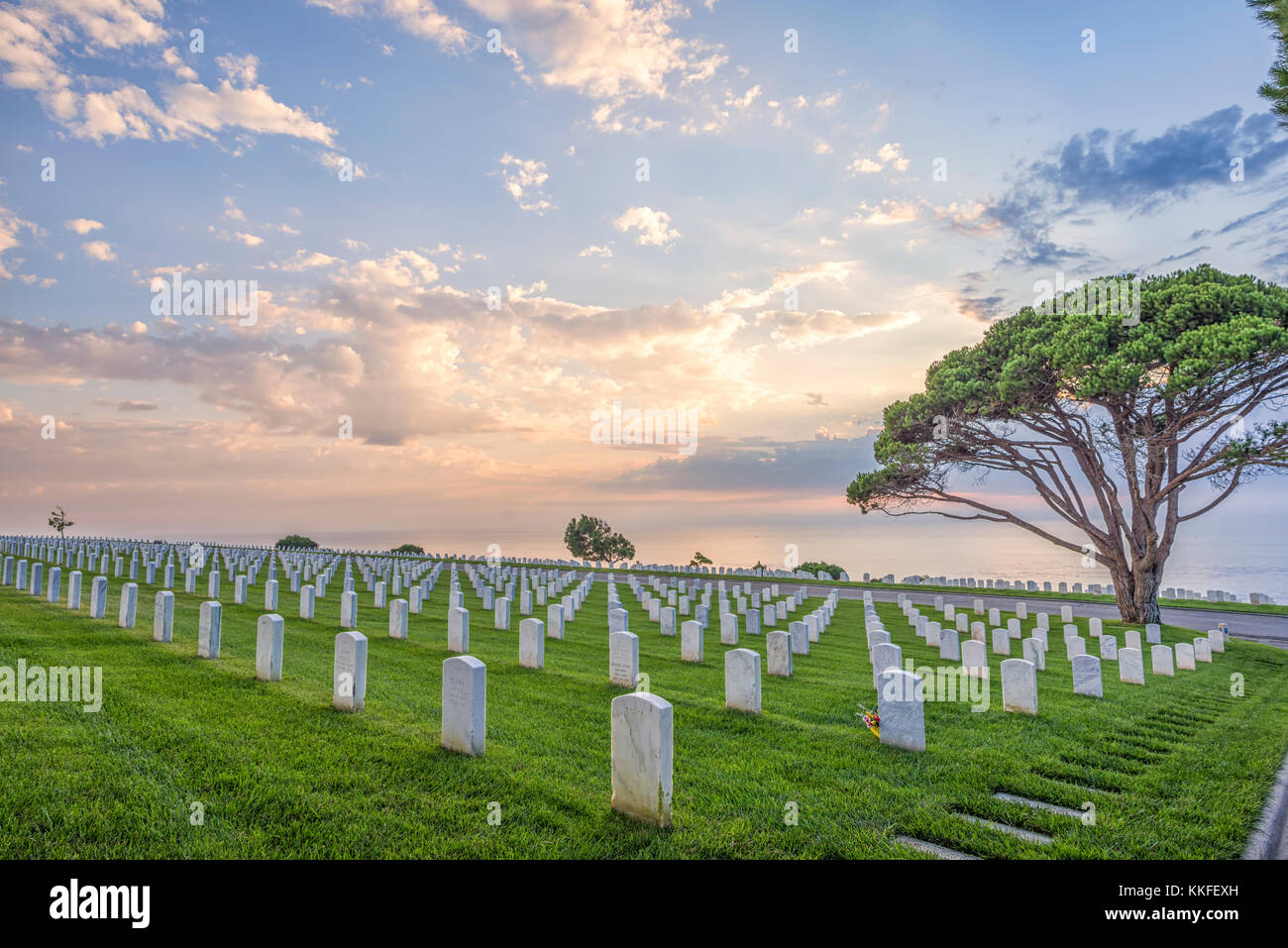Pine tree in cemetery -Fotos und -Bildmaterial in hoher Auflösung – Alamy