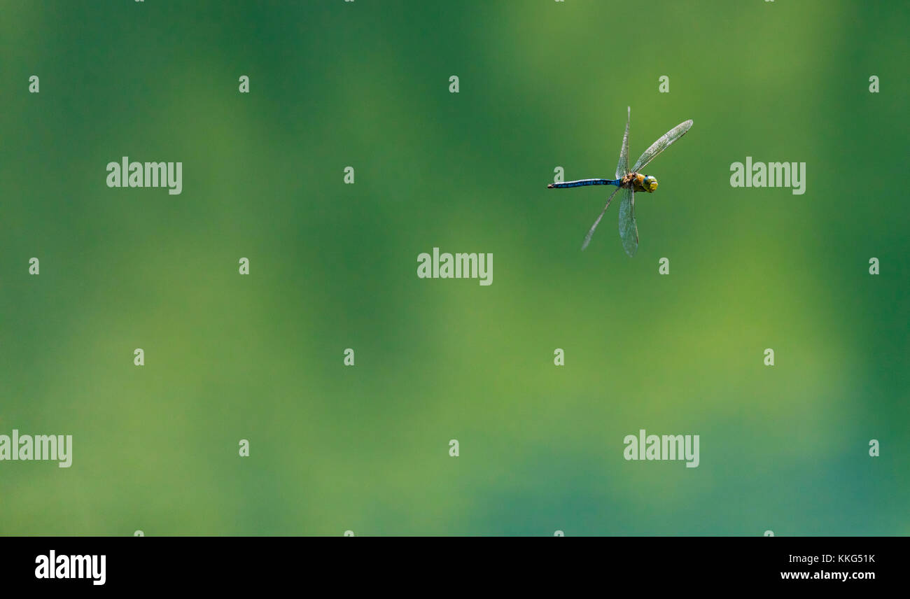 Libelle, Insectos, Arthropodos, Fauna Stockfotografie - Alamy