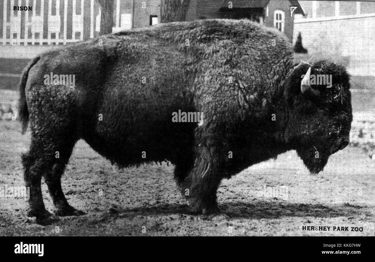 Bison im Hershey Zoo in Hershey, Pennsylvania. Der Zoo zeigt ...