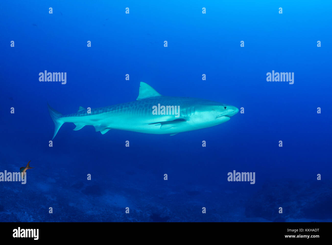 Galeus maculatus -Fotos und -Bildmaterial in hoher Auflösung – Alamy