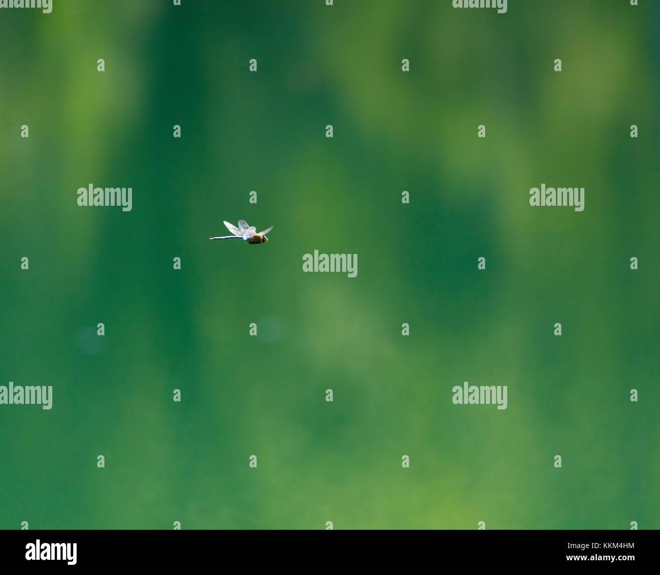 Libelle, Insectos, arthropodos, Fauna Stockfotografie - Alamy