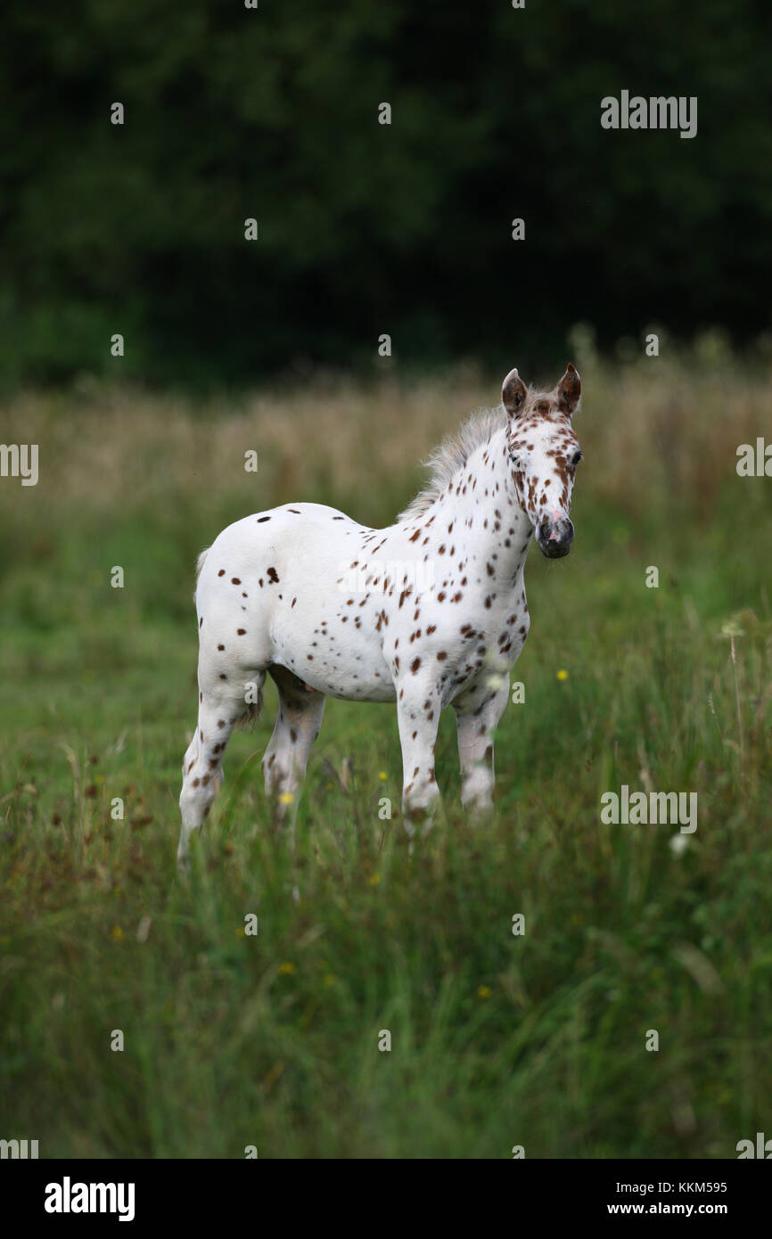 Spotted pony -Fotos und -Bildmaterial in hoher Auflösung – Alamy