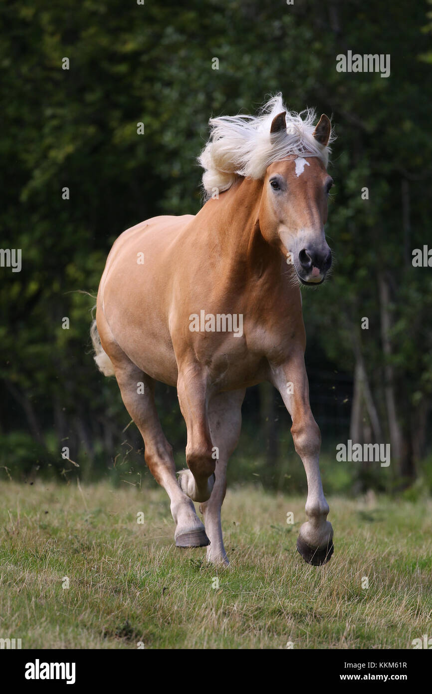 Haflinger portrait portrait -Fotos und -Bildmaterial in hoher Auflösung - Seite 2 - Alamy