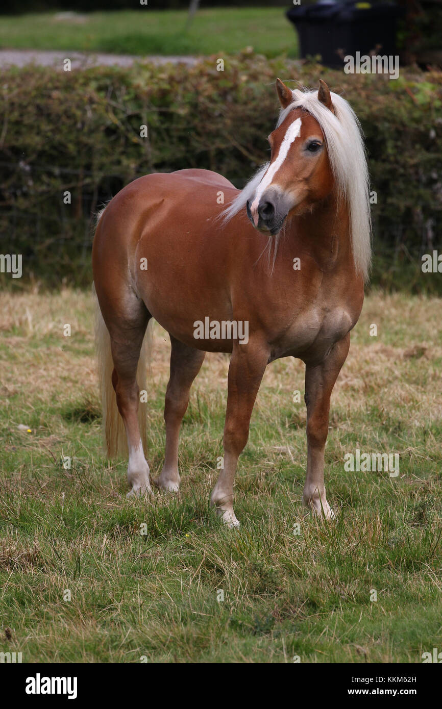 Of haflinger -Fotos und -Bildmaterial in hoher Auflösung - Seite 3 - Alamy