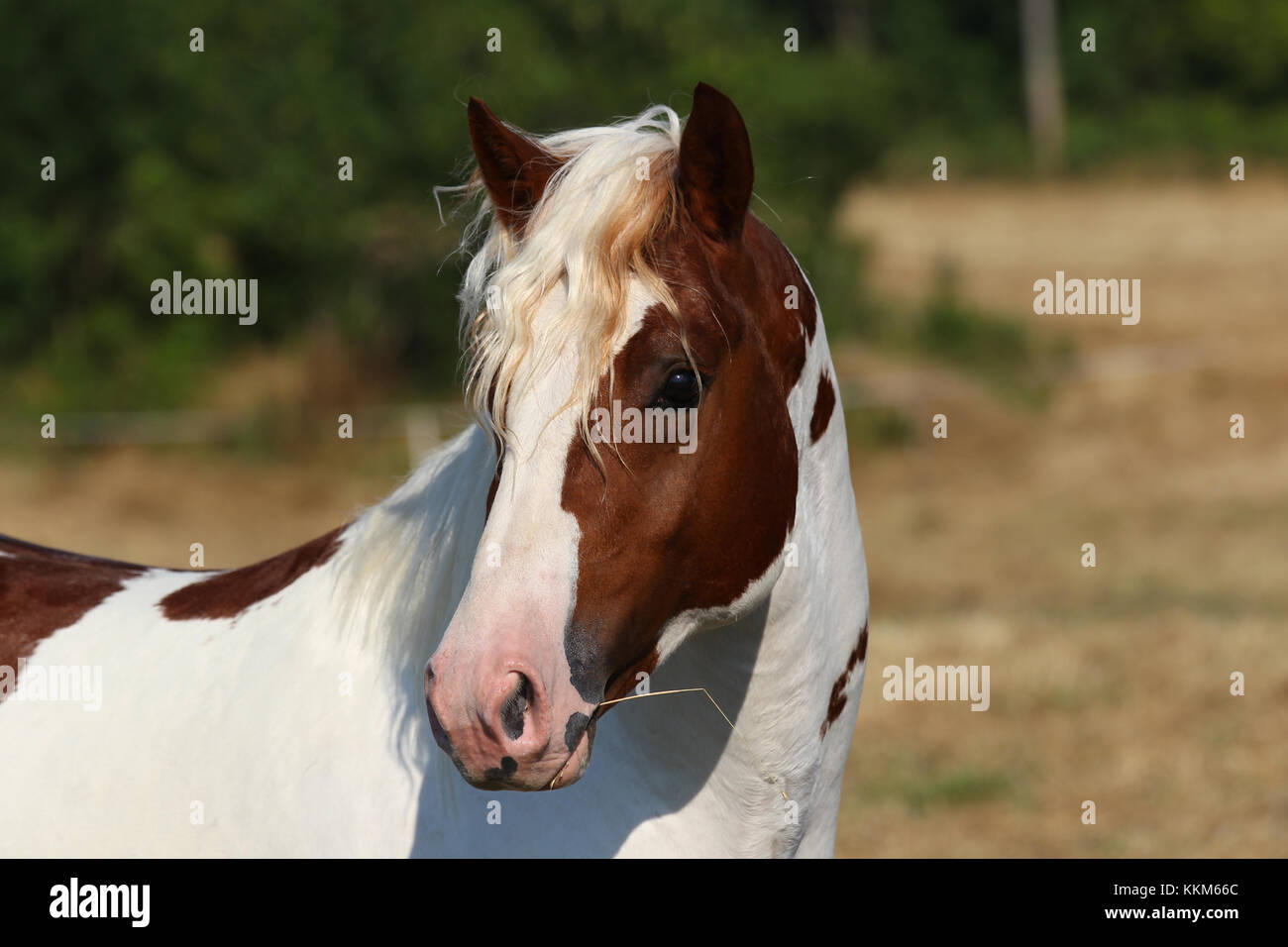 Pinto Stallion Stockfotos und -bilder Kaufen - Alamy