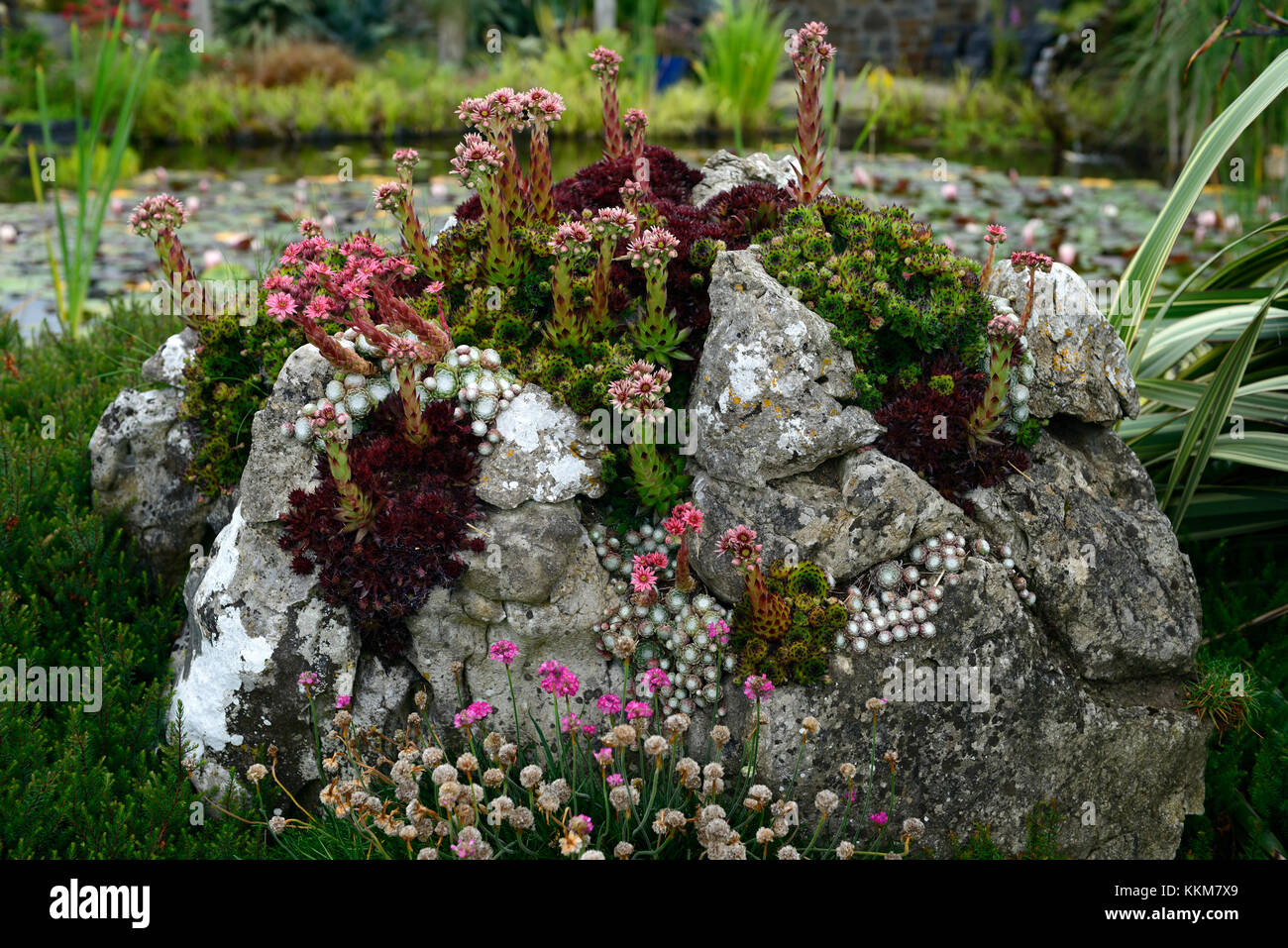 Saftige, Sukkulenten, alpine, alpines, Display, Displays, Stein, Felsen ...