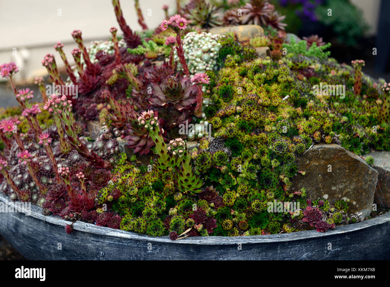 Saftige, Sukkulenten, alpine, alpines, Display, Displays, Stein, Felsen ...