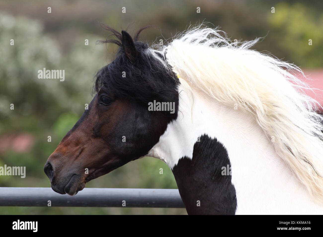 Pinto stallion horse -Fotos und -Bildmaterial in hoher Auflösung – Alamy
