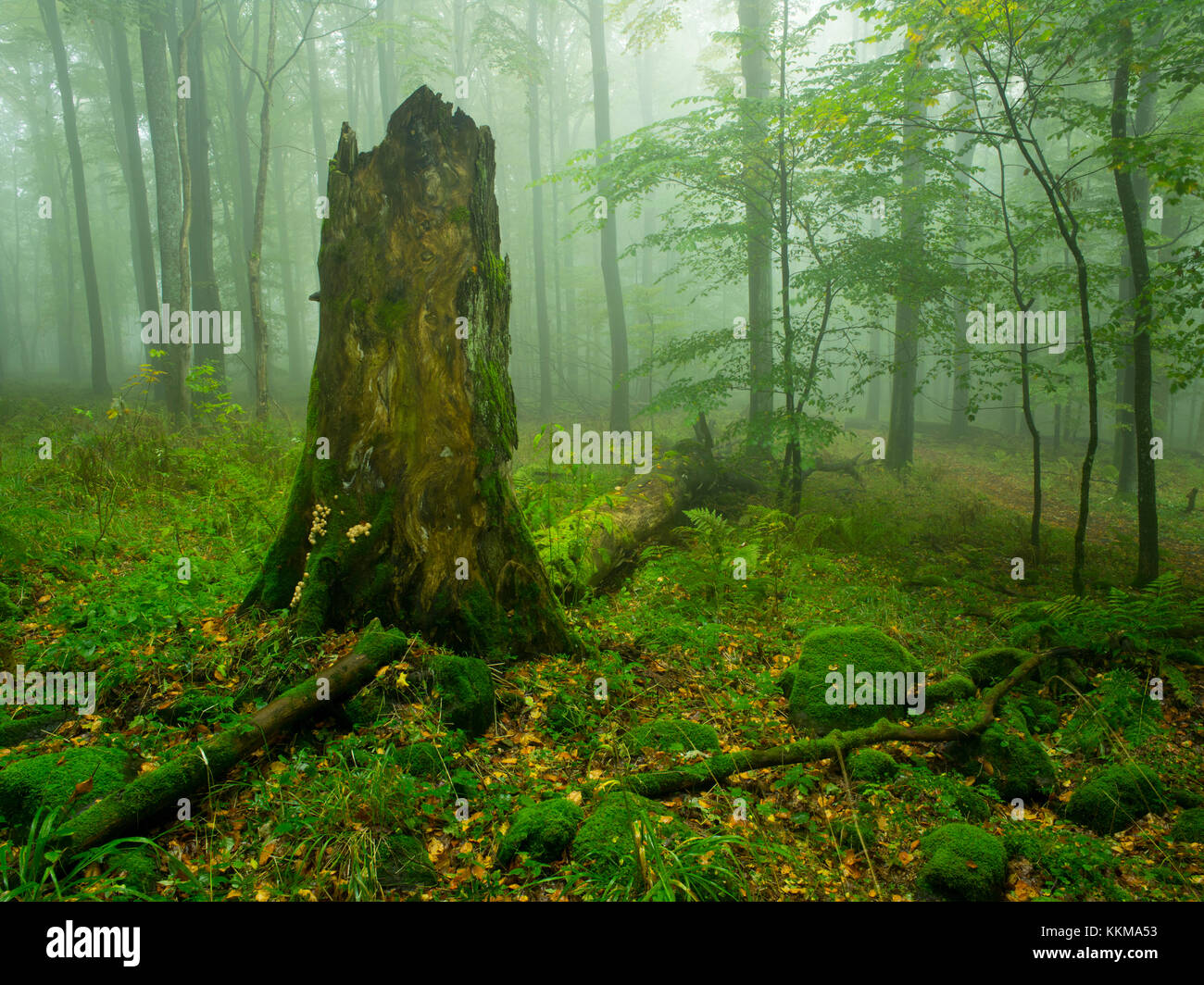 Herbst Wald am Hoffmann, Rhön, Hessen, Deutschland Stockfotografie - Alamy