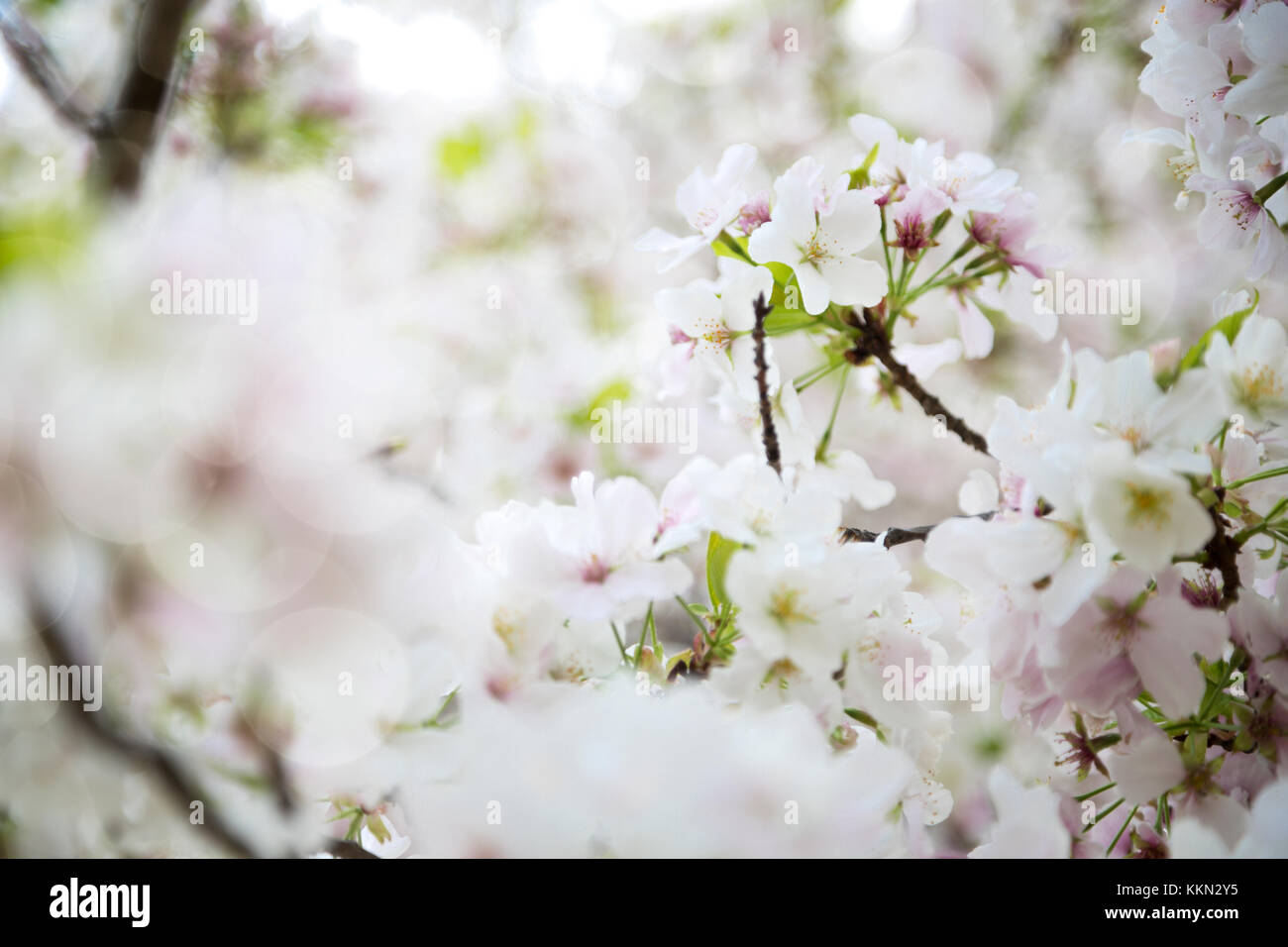 Kirschbaum Von Japan Stockfotos und -bilder Kaufen - Alamy