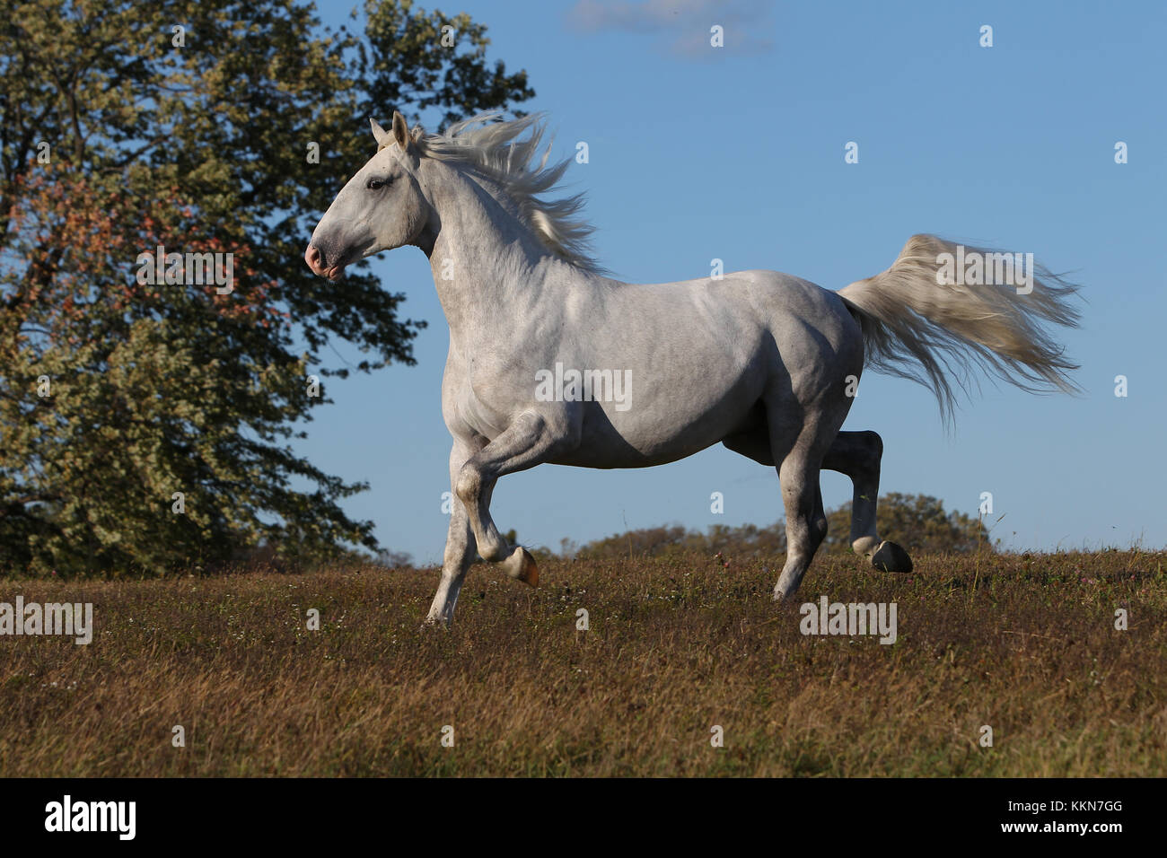 Lipizzaner Stallion Stockfotos und -bilder Kaufen - Alamy
