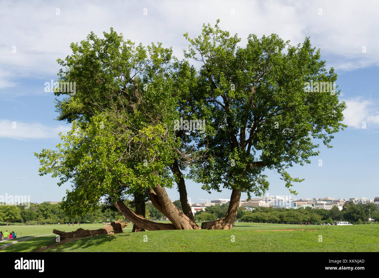 Mulberry tree -Fotos und -Bildmaterial in hoher Auflösung – Alamy