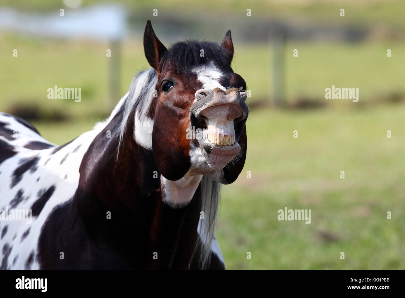 Flehmen horse -Fotos und -Bildmaterial in hoher Auflösung – Alamy