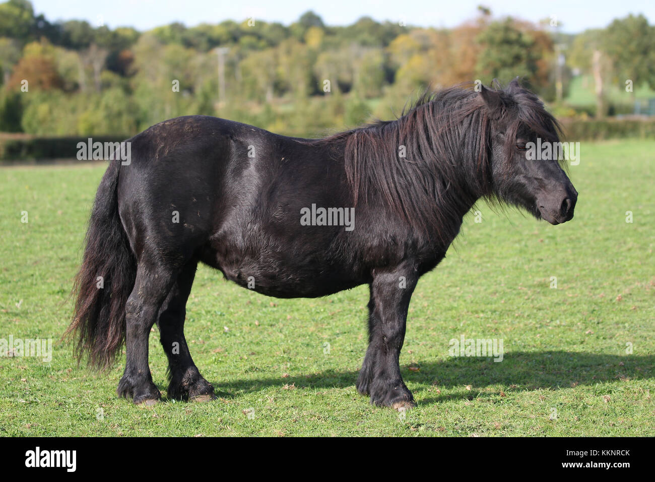 Shetty schetland pony -Fotos und -Bildmaterial in hoher Auflösung – Alamy