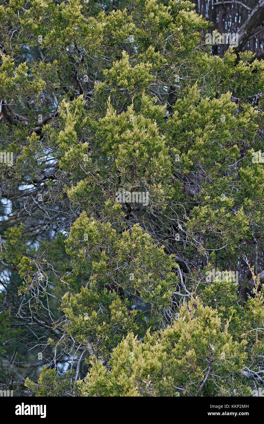 Rotes Zedernholz (Juniperus virginiana). genannt Eastern redcedar ...