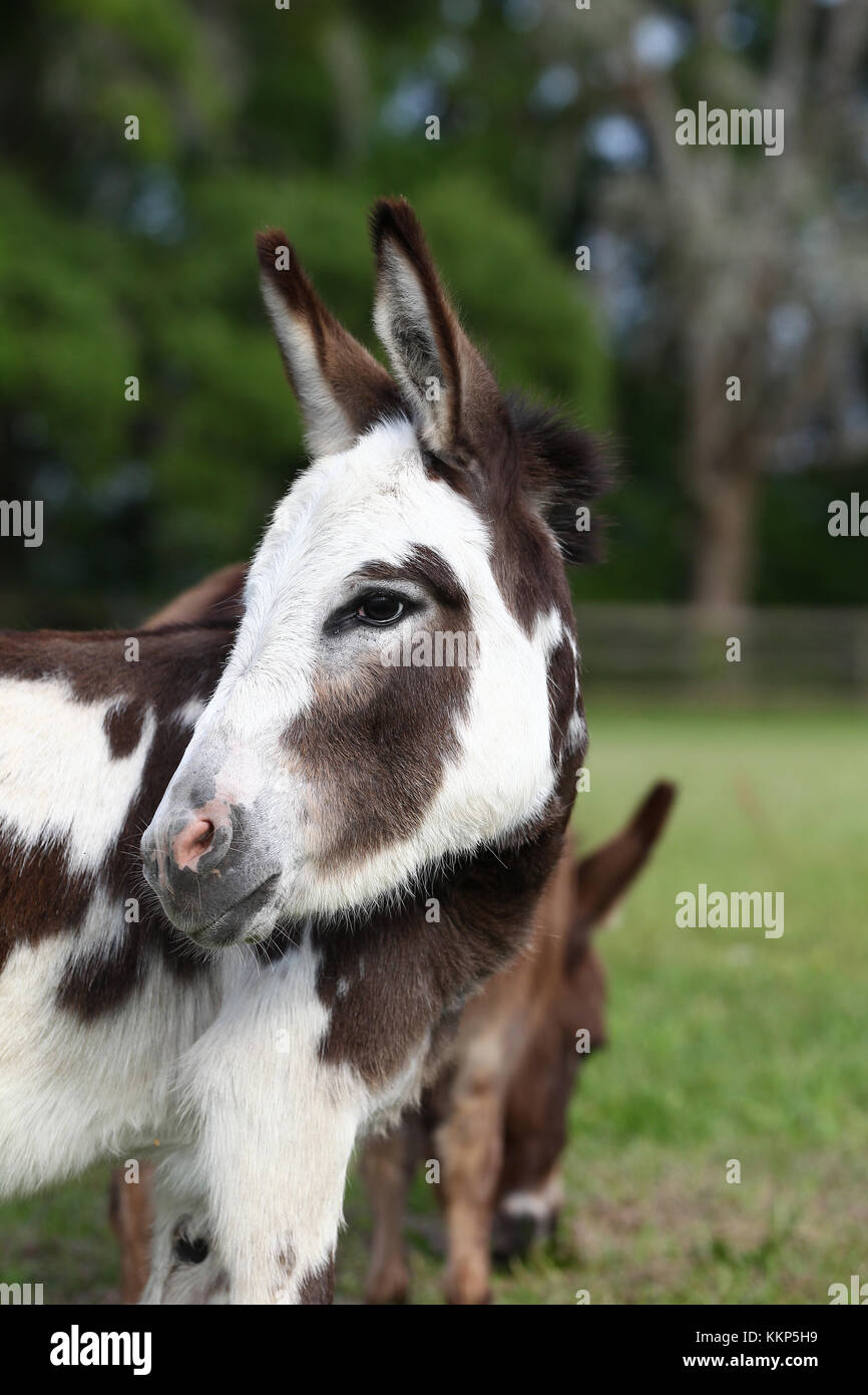 Miniatur esel -Fotos und -Bildmaterial in hoher Auflösung – Alamy
