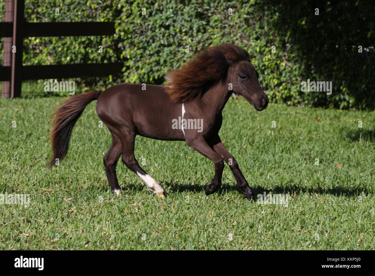 Miniature horse -Fotos und -Bildmaterial in hoher Auflösung – Alamy