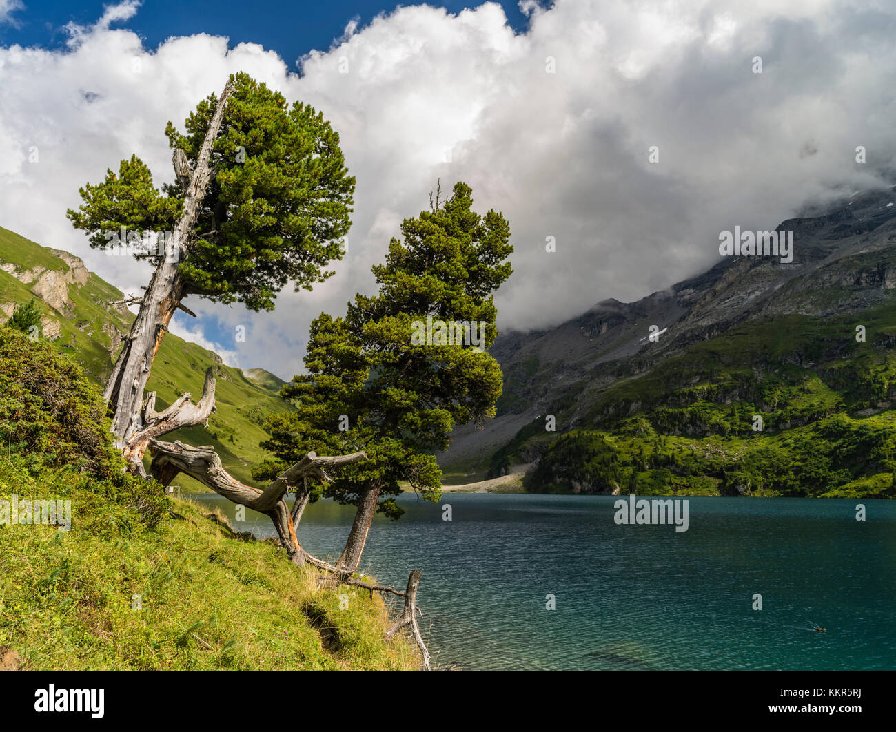 Engstlenalp bern -Fotos und -Bildmaterial in hoher Auflösung – Alamy