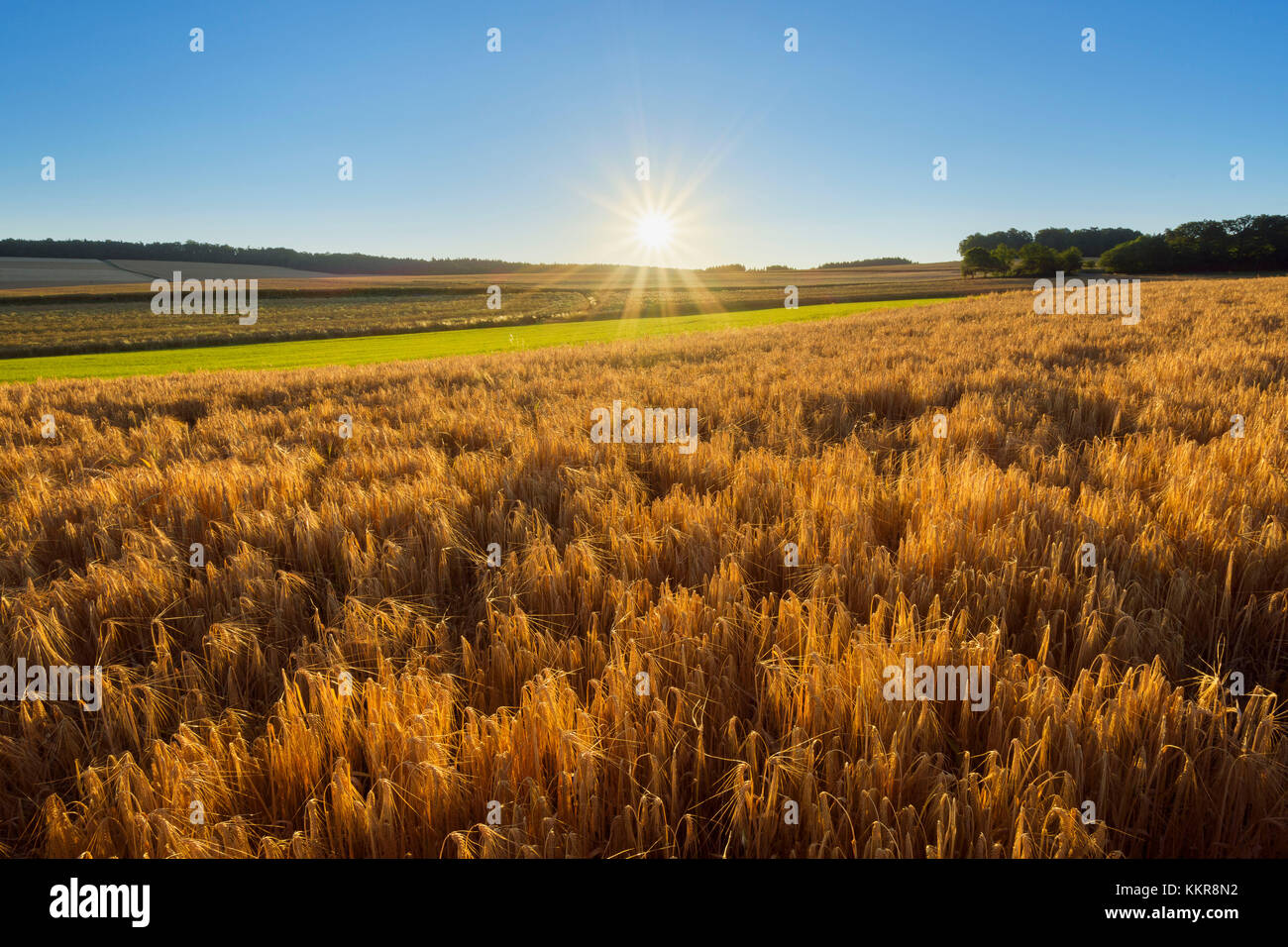 Landschaft mit Roggen Feld und Sonne im Sommer, reichartshausen ...