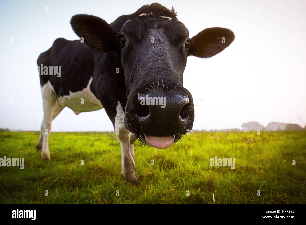 Eine Lustige Kuh Auf Einer Wiese In Ostfriesland Stockfotos und -bilder ...