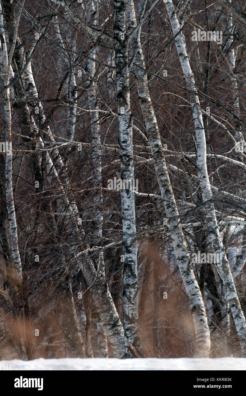 Winter birken -Fotos und -Bildmaterial in hoher Auflösung – Alamy