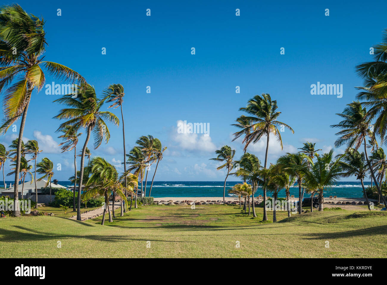 Strand palmen -Fotos und -Bildmaterial in hoher Auflösung – Alamy