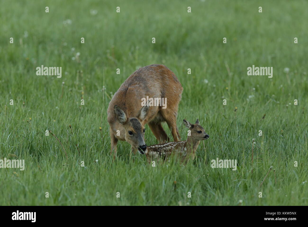 Mutter rehkitz -Fotos und -Bildmaterial in hoher Auflösung – Alamy