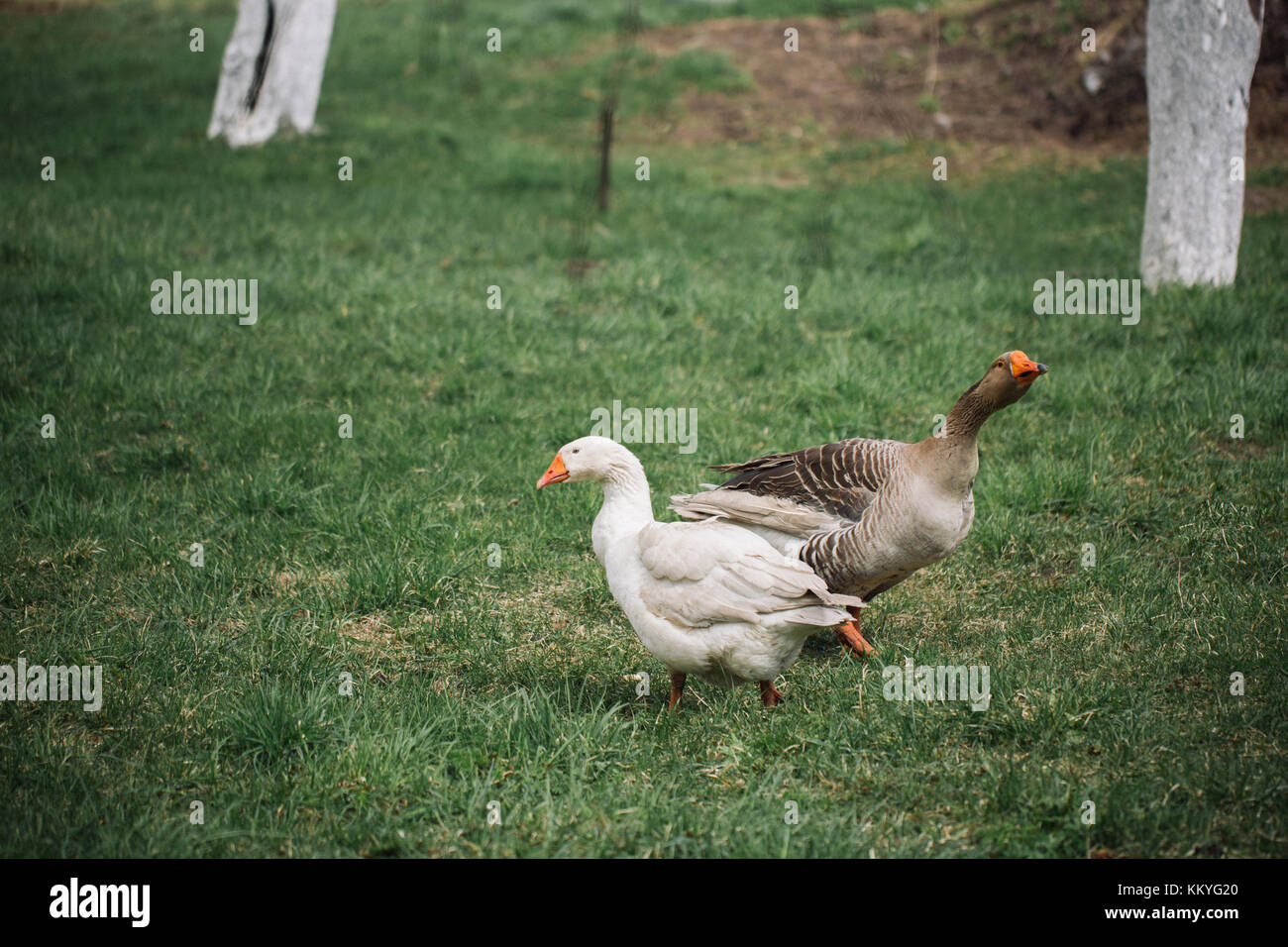 Wilde weiß und Graugänse im Dorf. Hof Hausgans Stockfotografie - Alamy