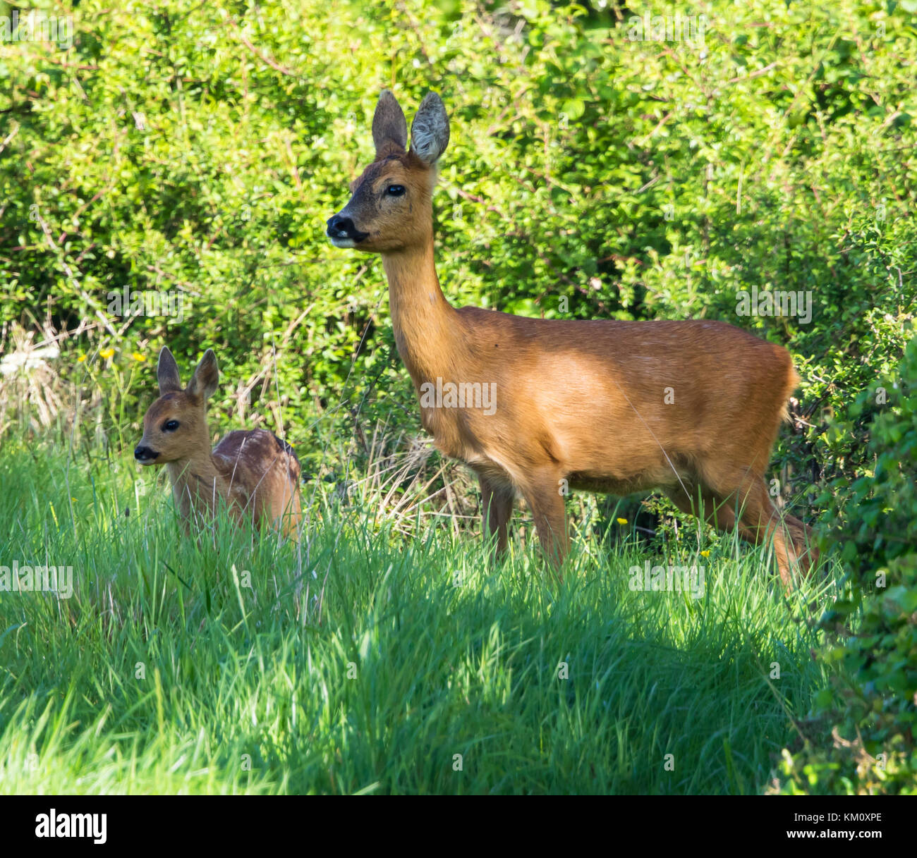 Reh reh mit kitz -Fotos und -Bildmaterial in hoher Auflösung – Alamy