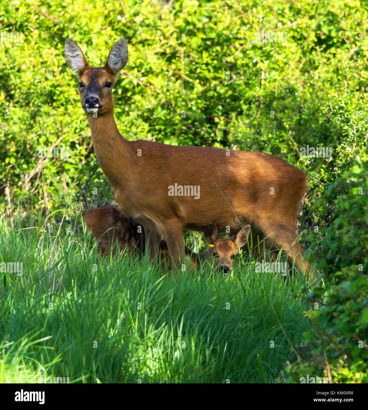 Reh reh mit kitz -Fotos und -Bildmaterial in hoher Auflösung – Alamy