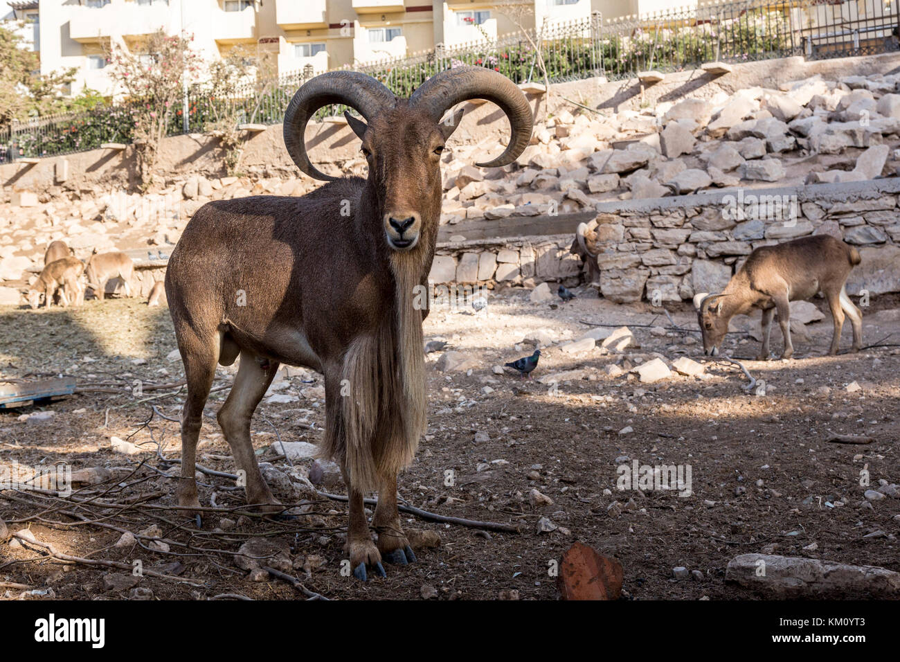 Ungulates Hoof Stockfotos & Ungulates Hoof Bilder - Alamy