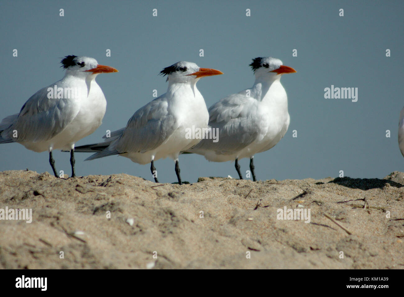 Seeschwalben am ufer -Fotos und -Bildmaterial in hoher Auflösung – Alamy