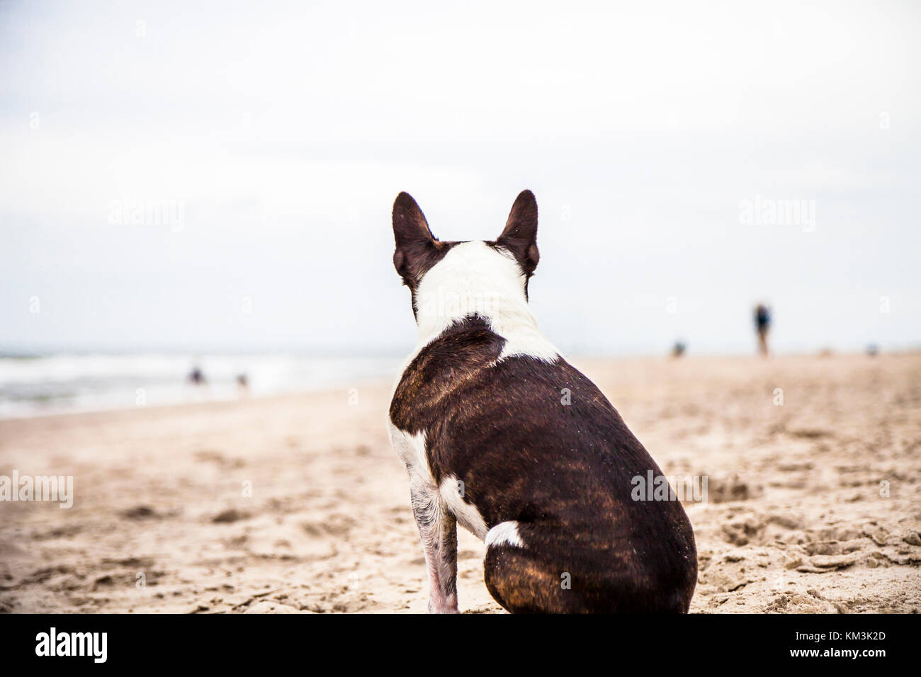 Mops Hund am Strand zu sitzen von hinten gesehen Stockfotografie - Alamy