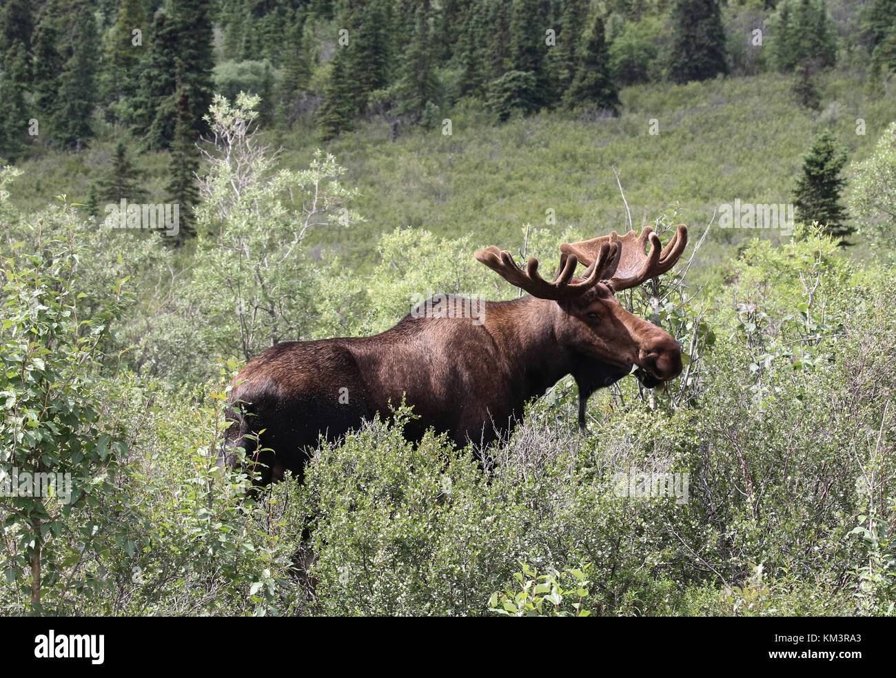 Elch essen -Fotos und -Bildmaterial in hoher Auflösung – Alamy