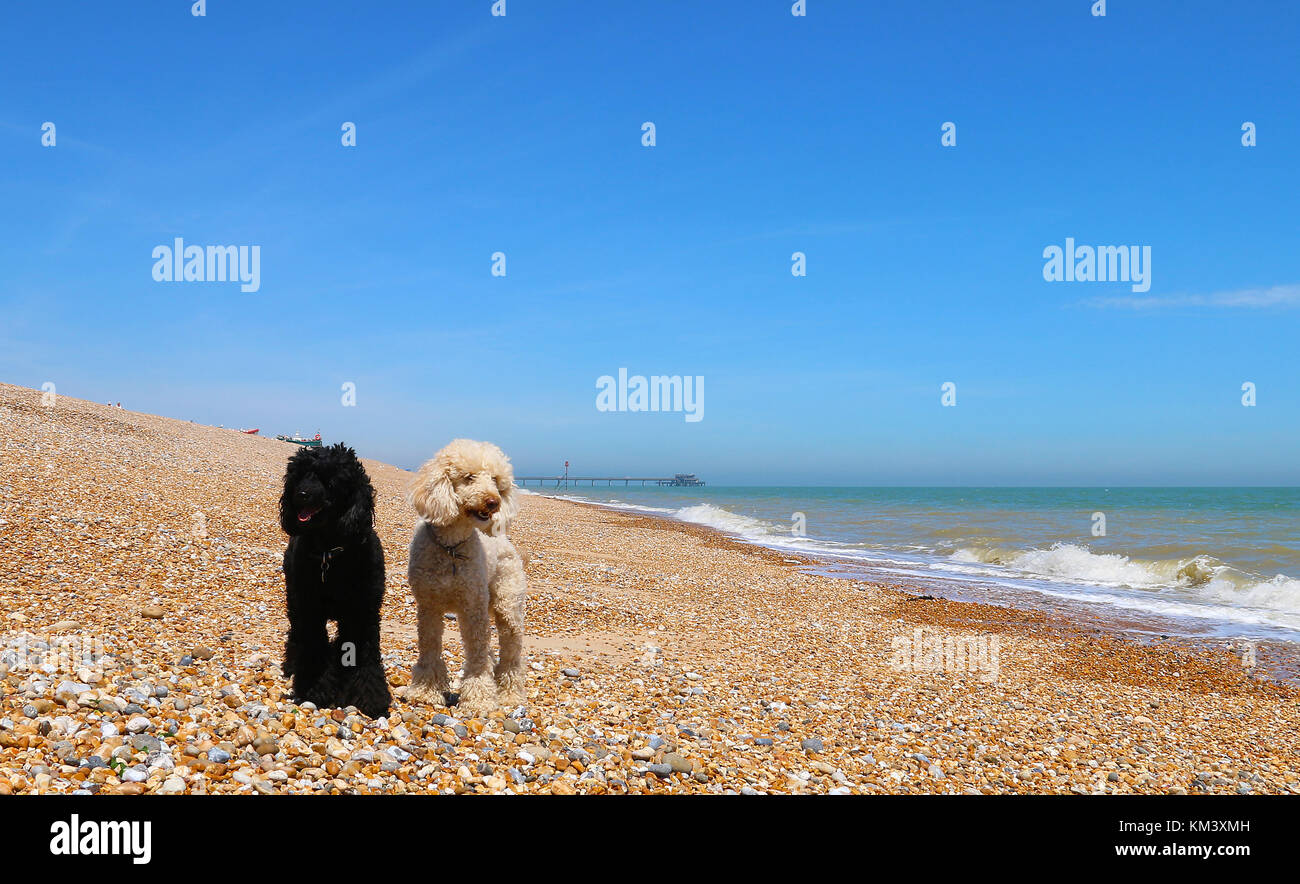 Hunde am strand -Fotos und -Bildmaterial in hoher Auflösung – Alamy