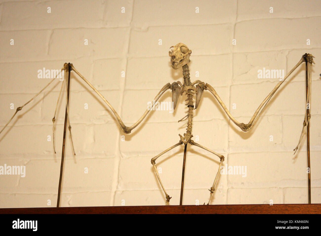 Fledermaus säugetier knochen skelett -Fotos und -Bildmaterial in hoher ...