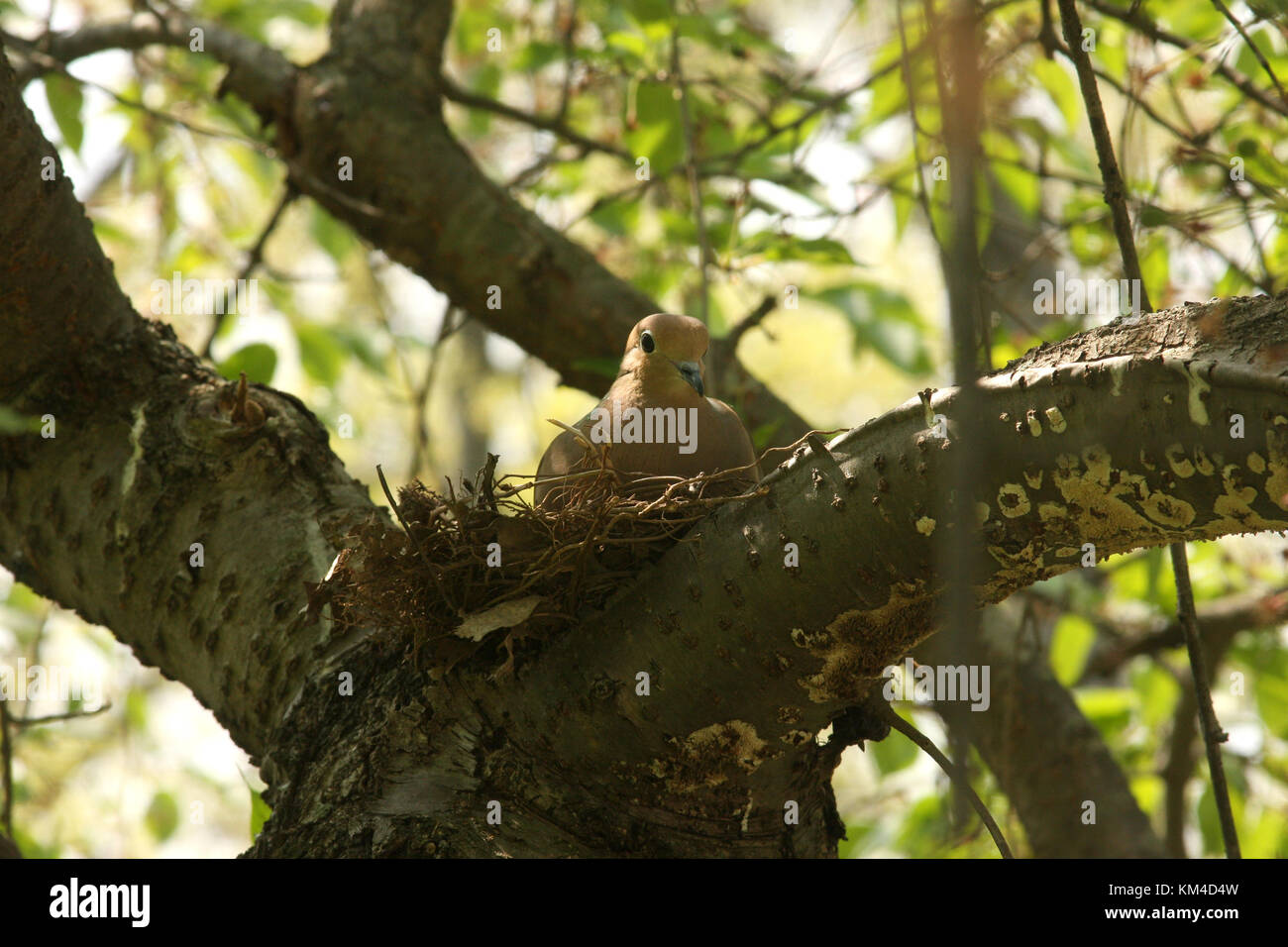 Taubeneier im nest -Fotos und -Bildmaterial in hoher Auflösung – Alamy