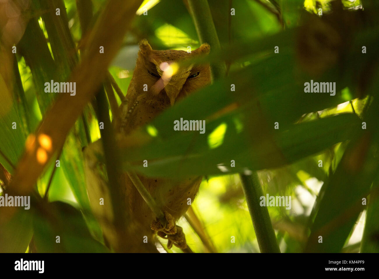 Serendib scops -Fotos und -Bildmaterial in hoher Auflösung – Alamy