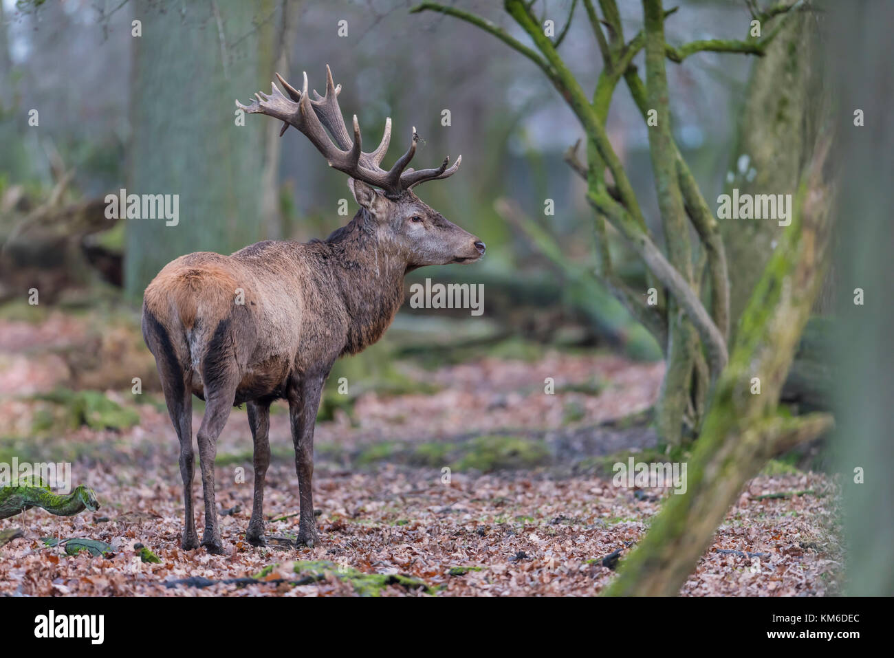 Rothirsch brunft -Fotos und -Bildmaterial in hoher Auflösung – Alamy