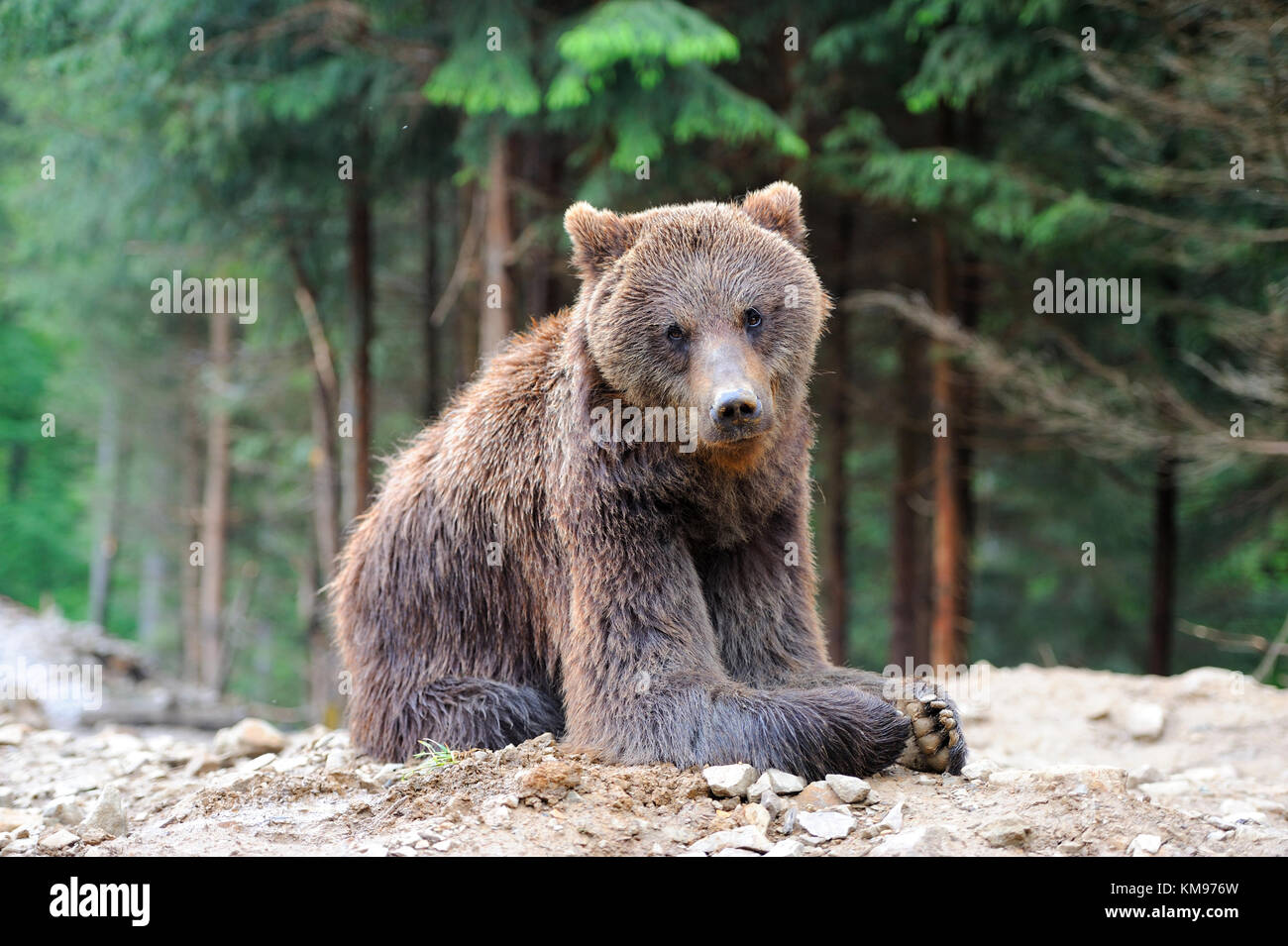 Im sumpf ertragen -Fotos und -Bildmaterial in hoher Auflösung – Alamy