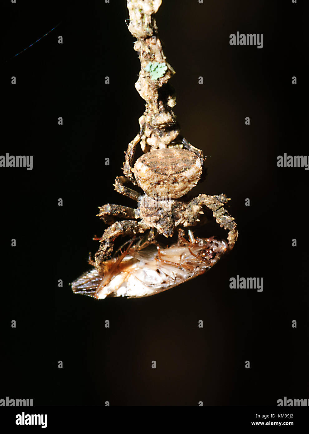 Stephanopis sp -Fotos und -Bildmaterial in hoher Auflösung – Alamy