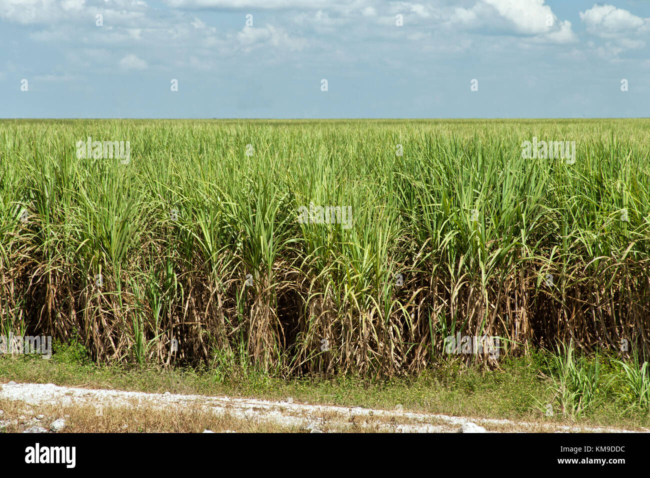 Sugar cane saccharum officinarum -Fotos und -Bildmaterial in hoher ...
