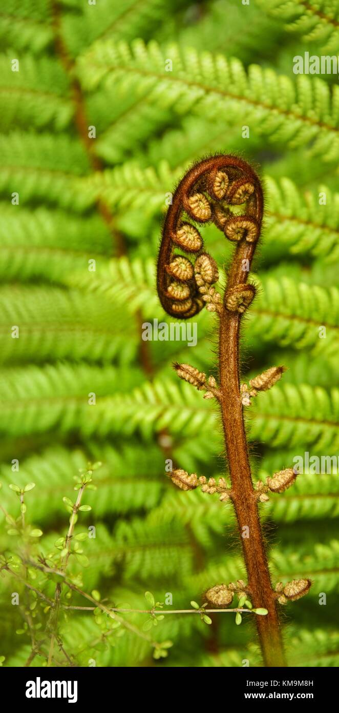Maori sprache -Fotos und -Bildmaterial in hoher Auflösung - Seite 2 - Alamy