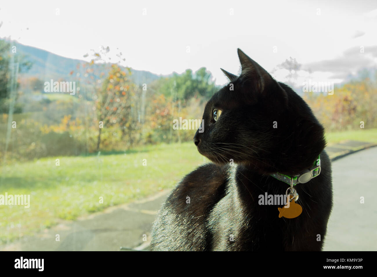 Katze Im Profil Stockfotos und -bilder Kaufen - Alamy
