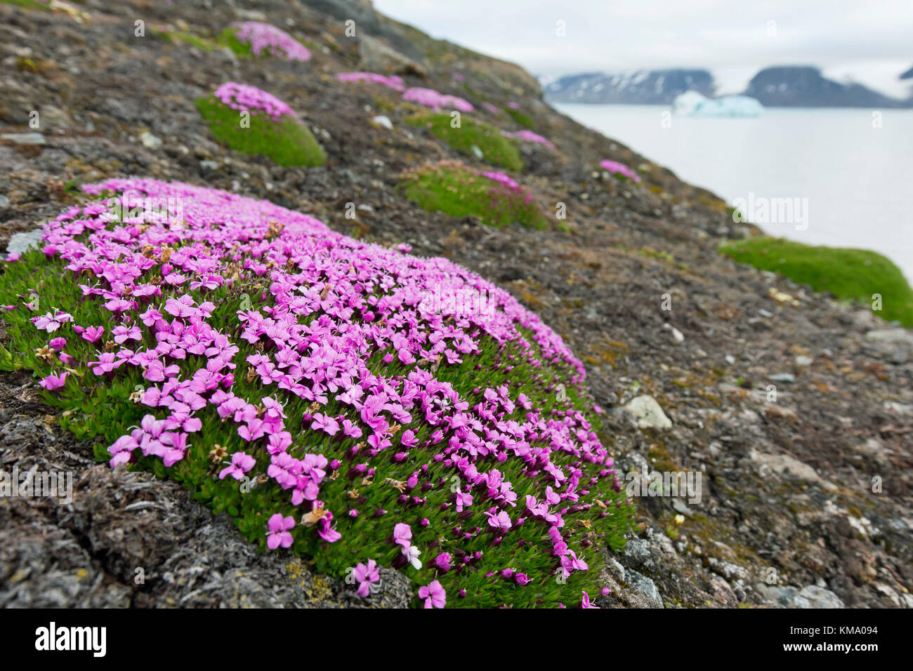 Moss campion -Fotos und -Bildmaterial in hoher Auflösung – Alamy
