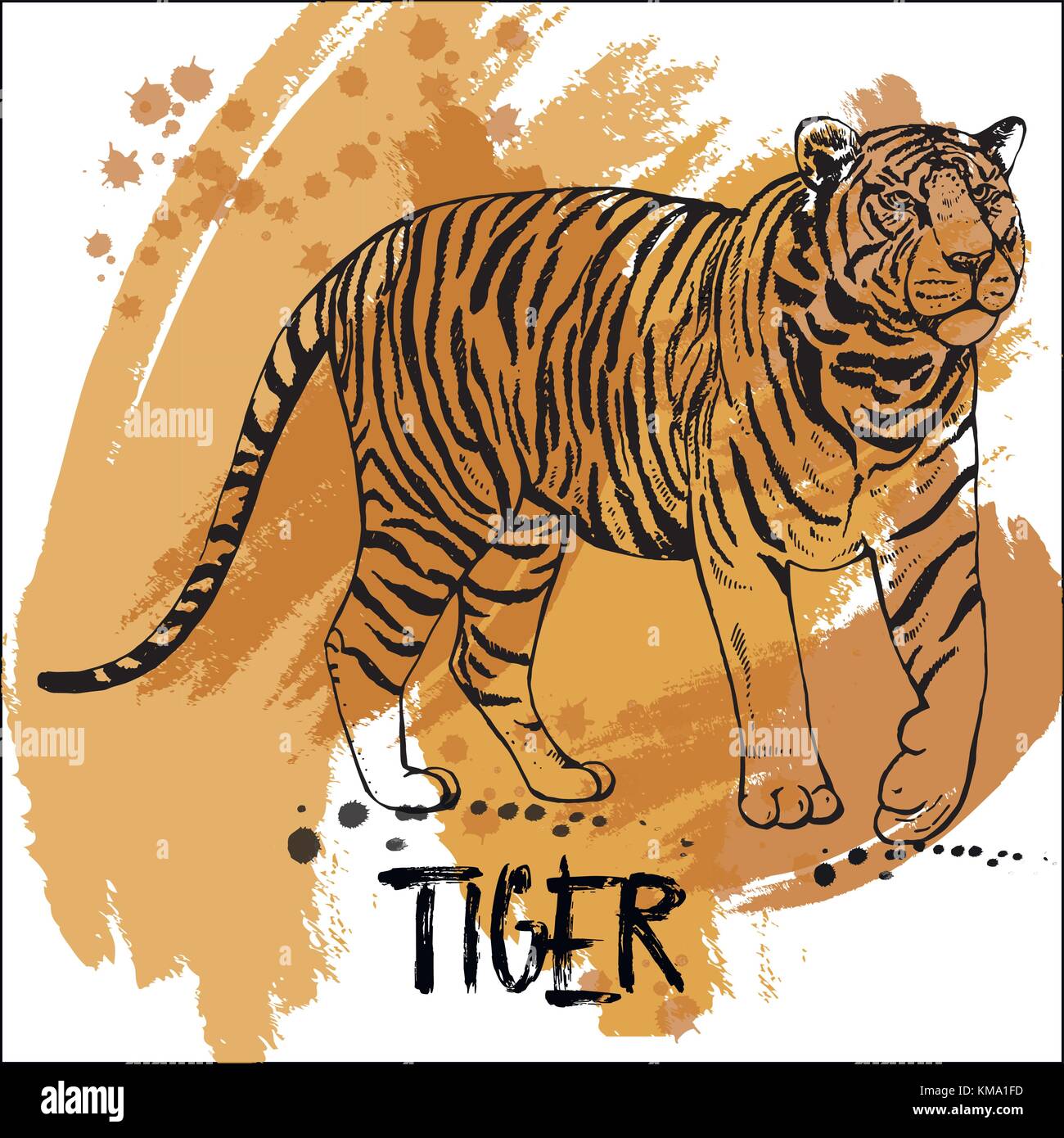 Tiger Vektor Vektoren Stockfotos und -bilder Kaufen - Alamy