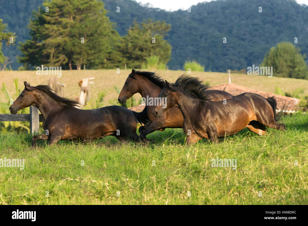 Paso pferd -Fotos und -Bildmaterial in hoher Auflösung – Alamy