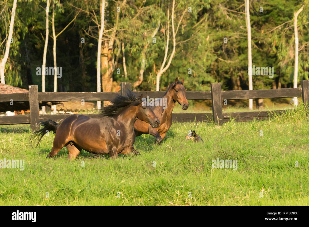 Paso pferd -Fotos und -Bildmaterial in hoher Auflösung – Alamy